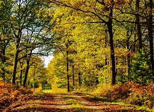 Quand les chemins guident l’accompagnement en coaching professionnel ...